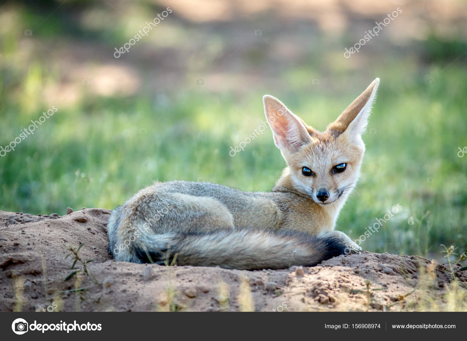 Baby Cape Fox