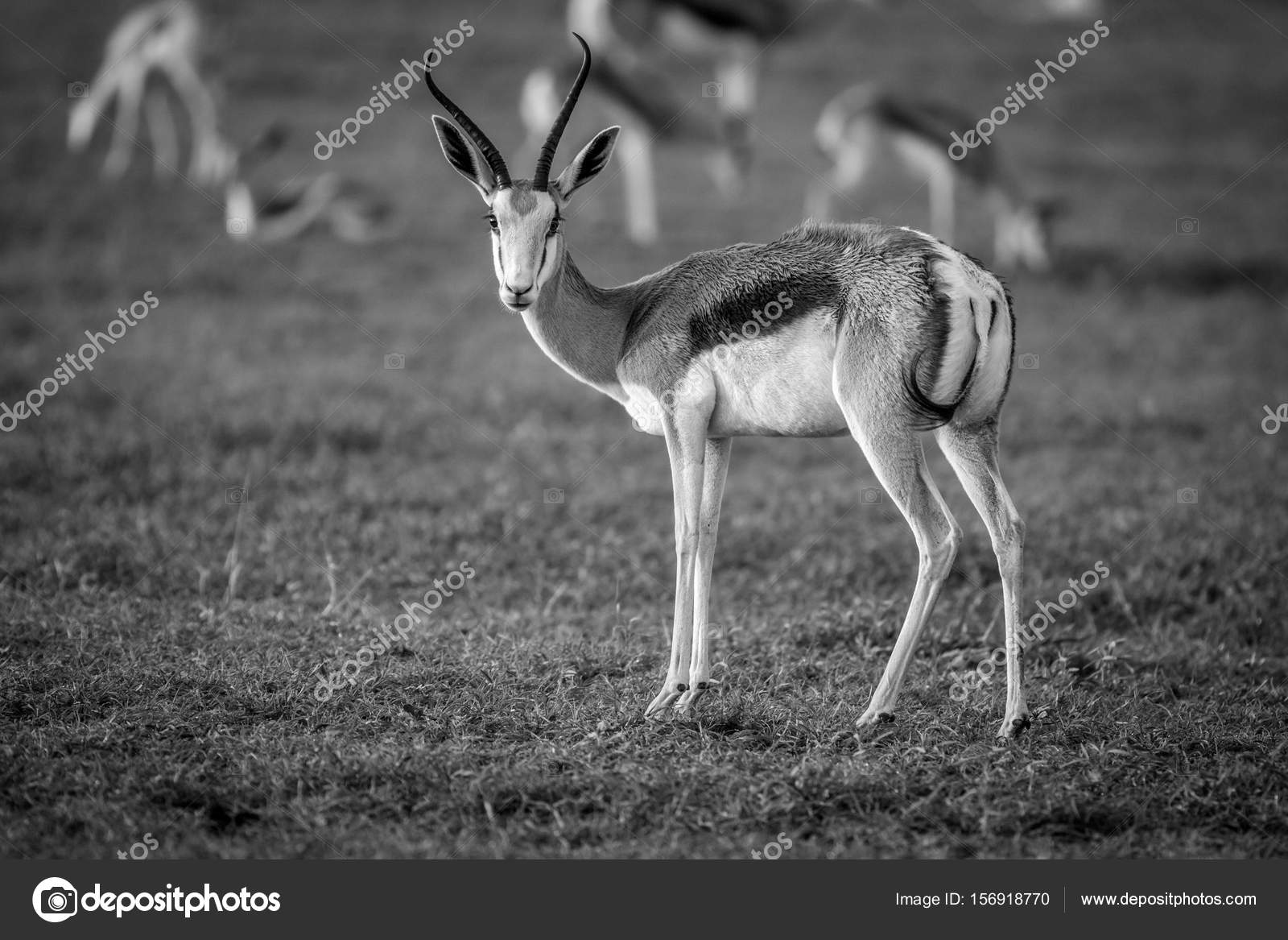 White Springbok