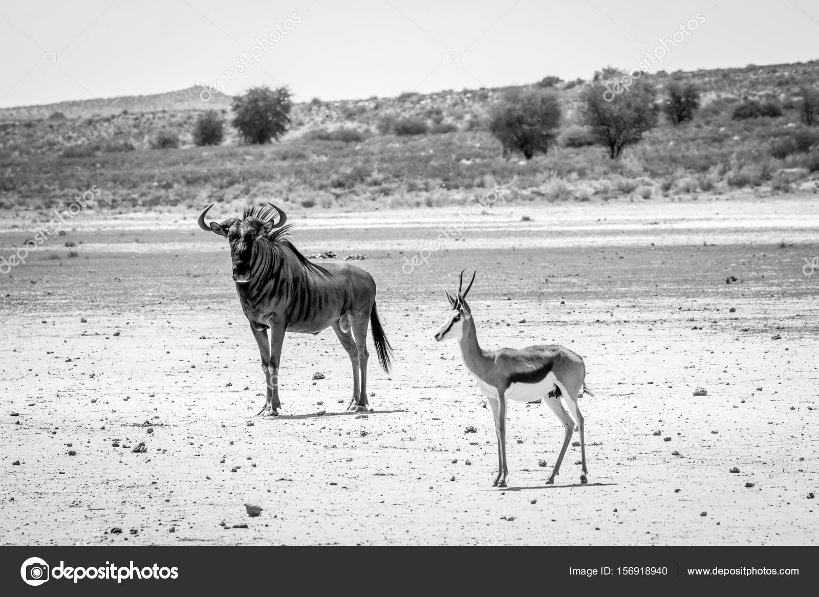 Blue wildebeest and Springbok standing in the sand. Stock Photo by ...