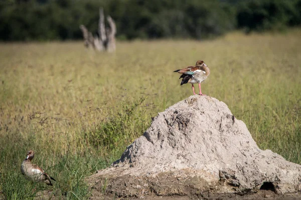 A Grey crowned crane on top of a termite mound. — Stock Photo ...