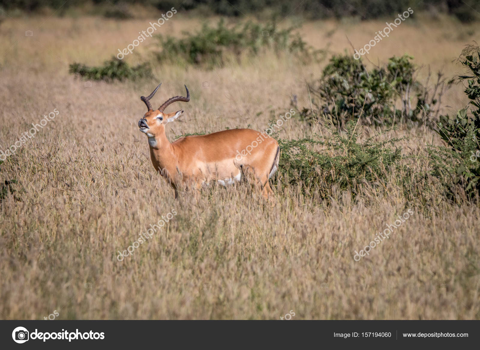 A male Impala standing in the grass. Stock Photo by ...