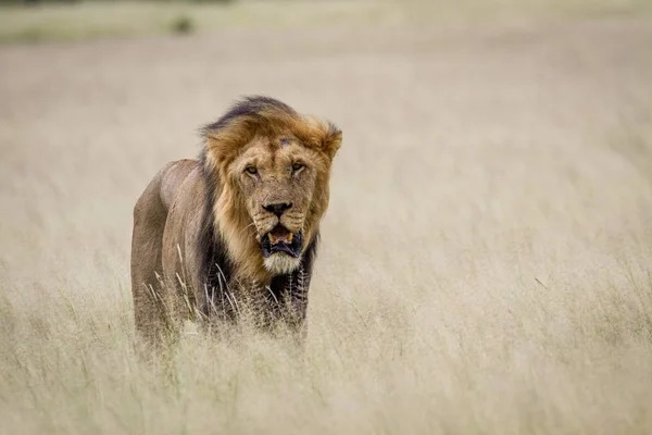 Imágenes: leon caminando | León caminando — Foto de stock © jayprince ... Imágenes: leon caminando | León caminando — Foto de stock © jayprince ...