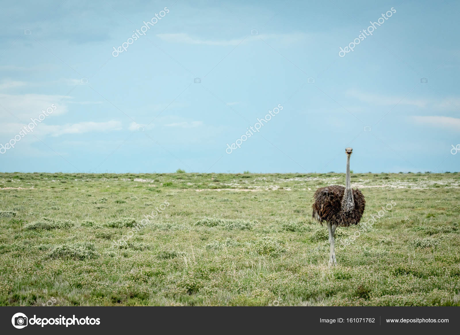Ostrich standing in the grass. Stock Photo by ©Simoneemanphotography ...
