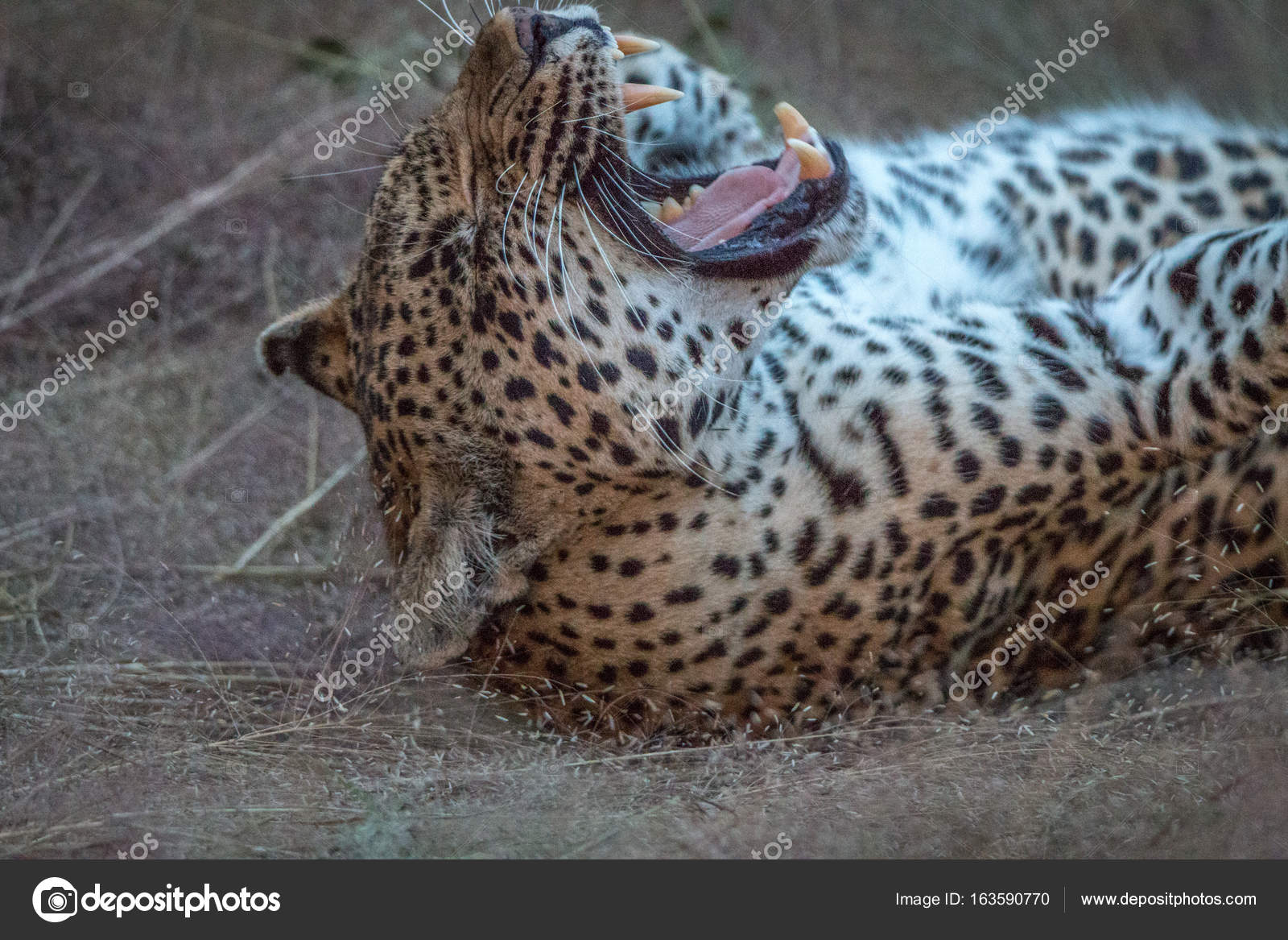 A female Leopard laying in the grass. — Stock Photo ...