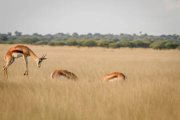 Antelopes in botswana Stock Photos, Royalty Free Antelopes in botswana ...