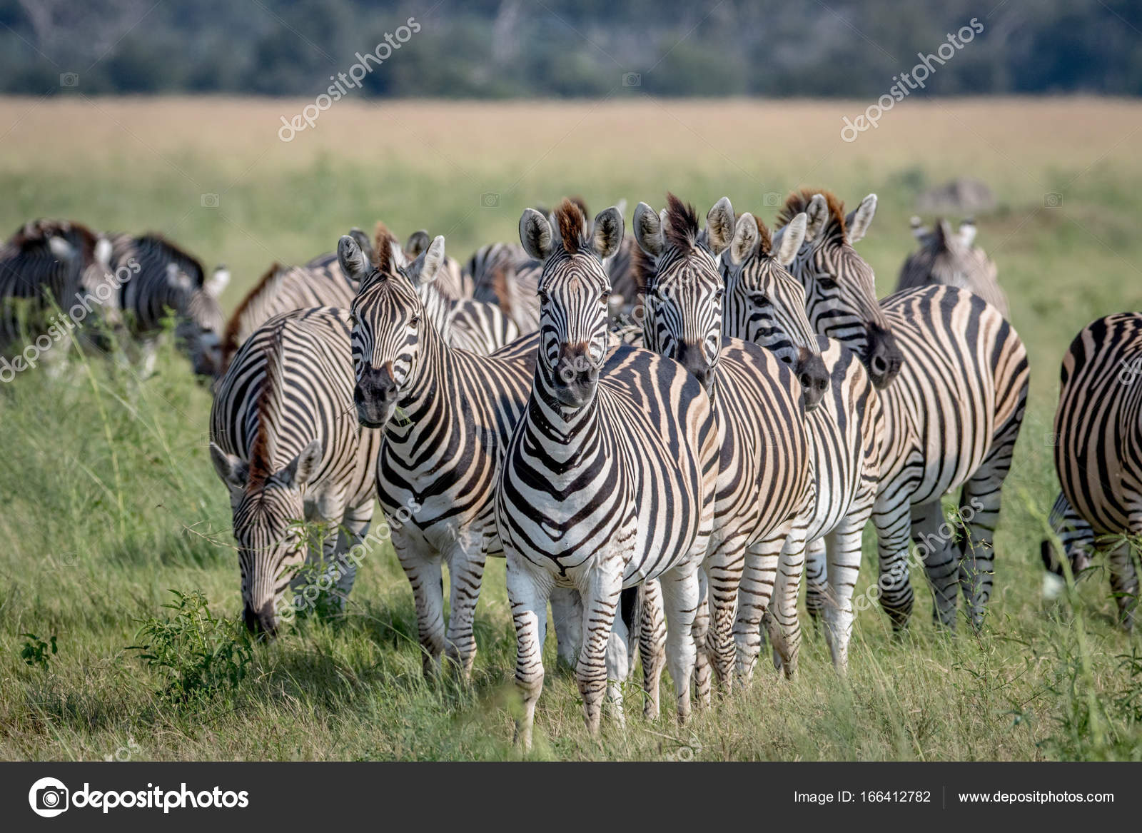 Group of Zebras starring at the camera. — Stock Photo ...