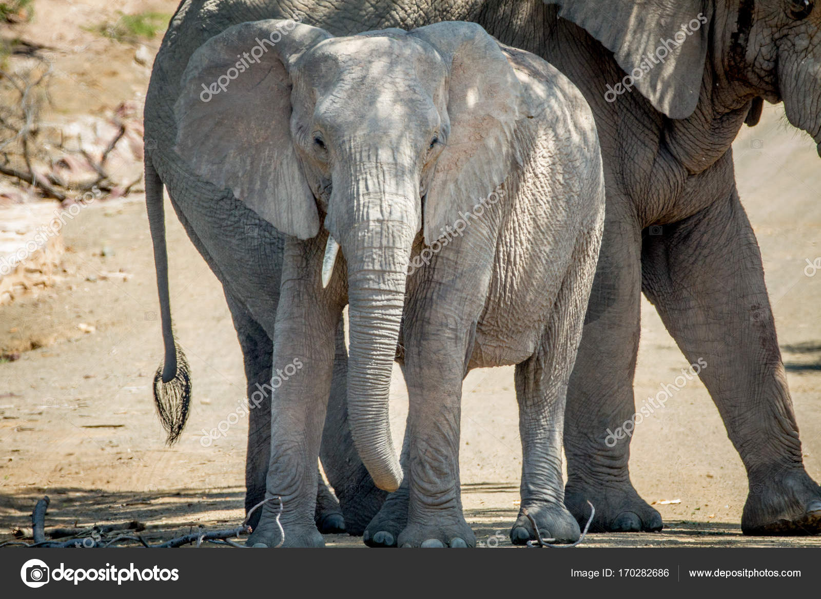 Two Elephants standing under a tree in the shade. Stock Photo by ...
