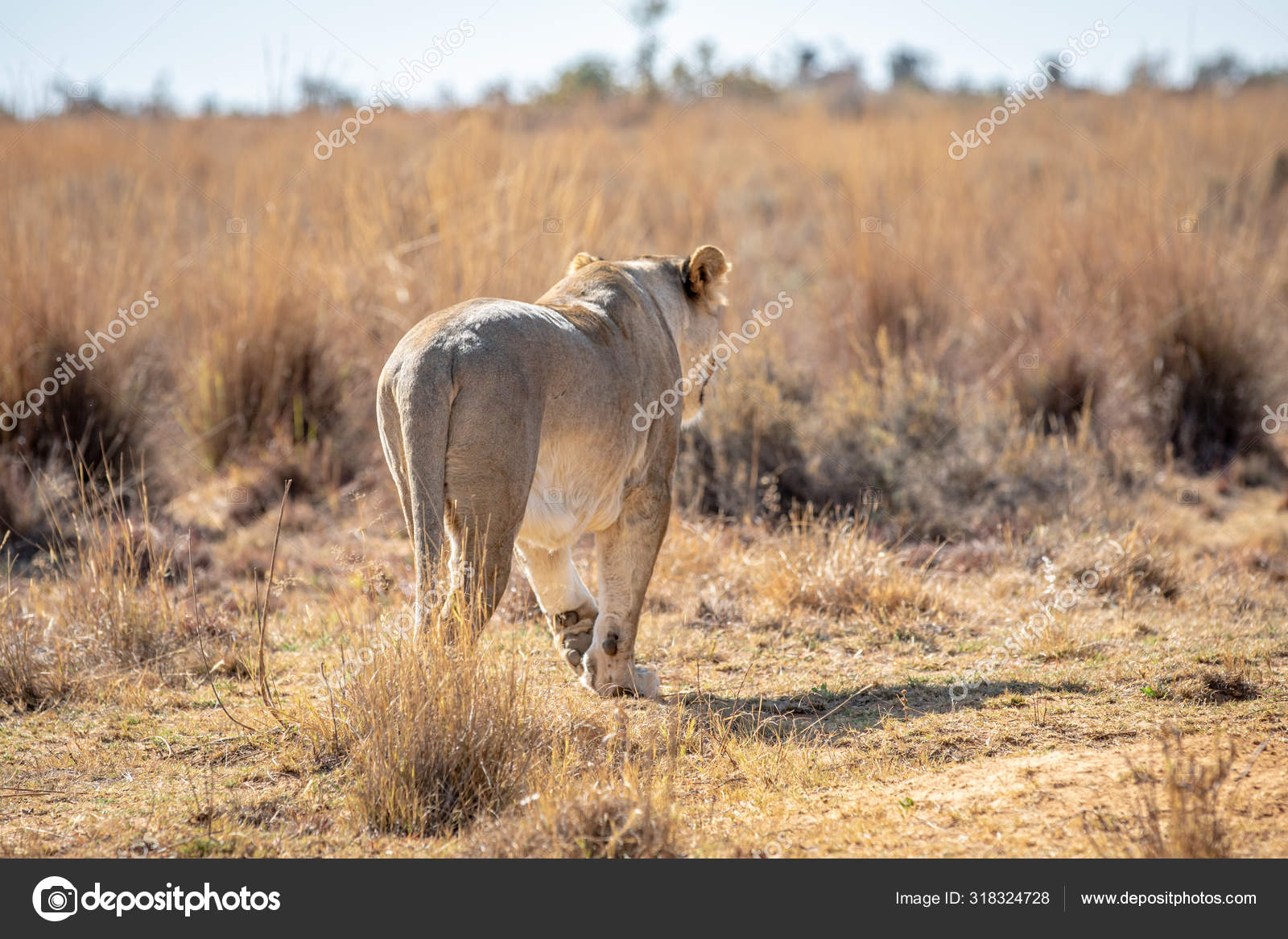 Lion Walking Away