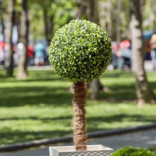 Round exotic decorative tree with green leaves. - Stock Image - Everypixel