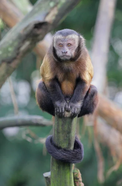 Capuchin Stock Photos, Royalty Free Capuchin Images | Depositphotos