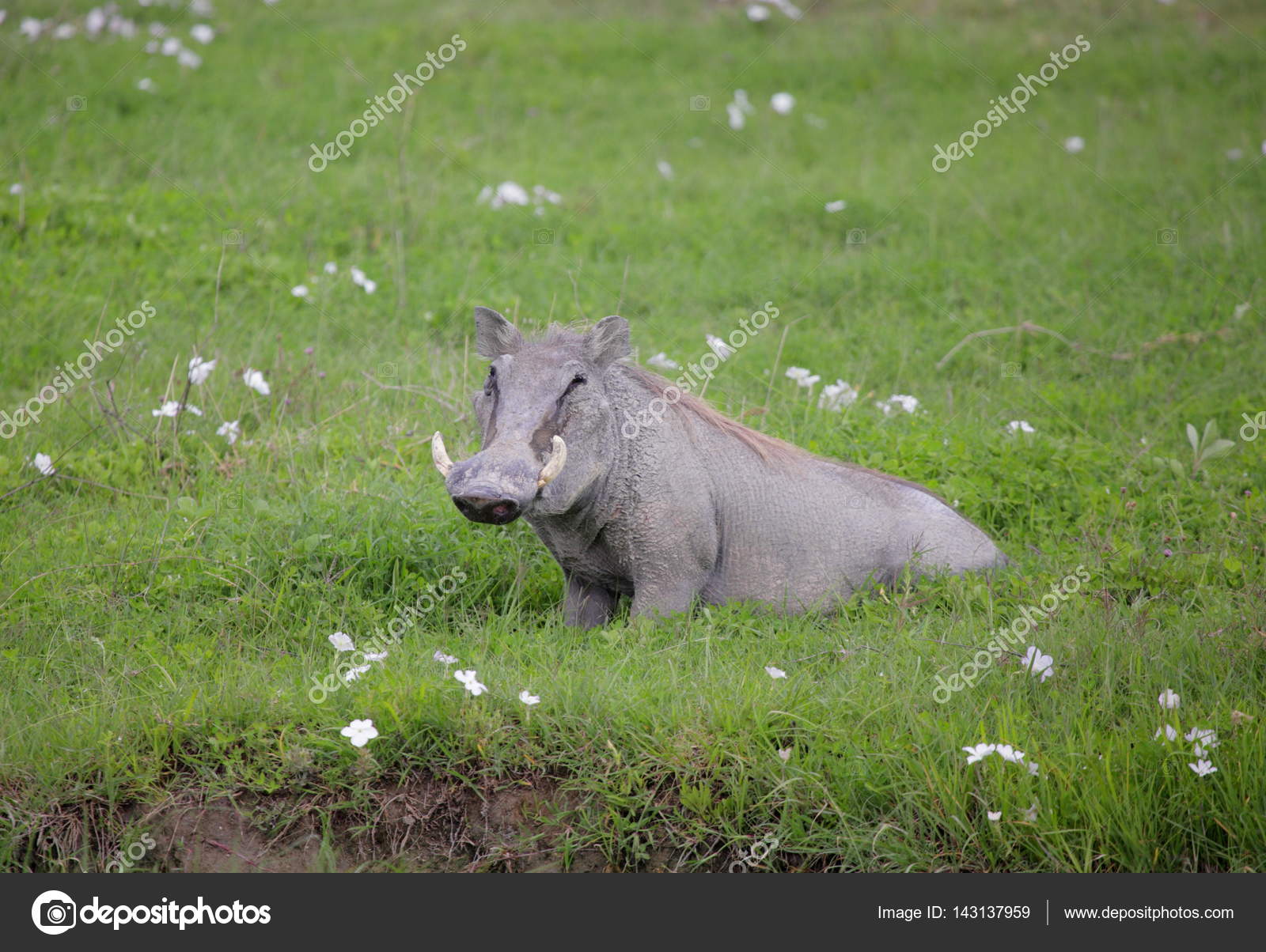 Animal in Ngorongoro Conservation — Stock Photo © YuryBirukov #143137959