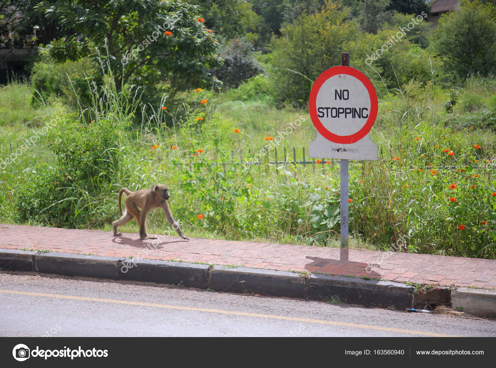Wild monkey in Victoria Falls Stock Photo by ©YuryBirukov 163560940
