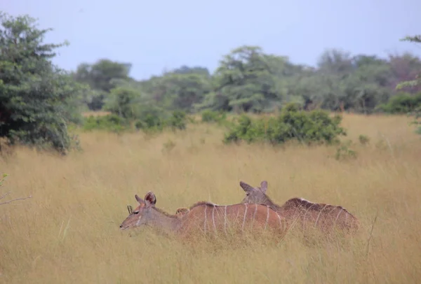 Mahango Stock Photos, Royalty Free Mahango Images | Depositphotos