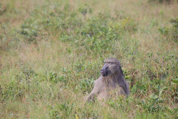 Mahango Stock Photos, Royalty Free Mahango Images | Depositphotos