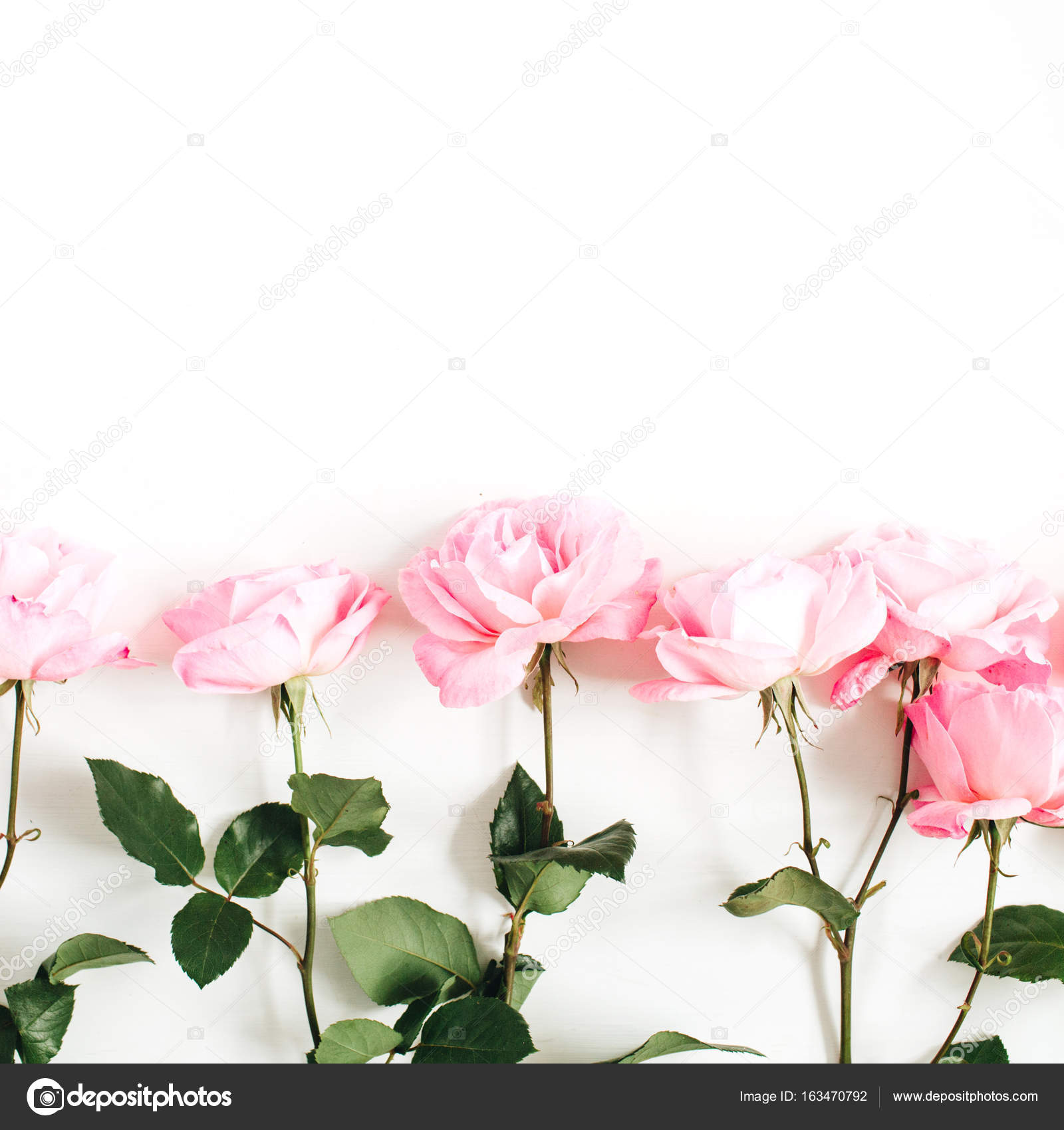 Pink roses on white background Stock Photo by ©maximleshkovich 163470792