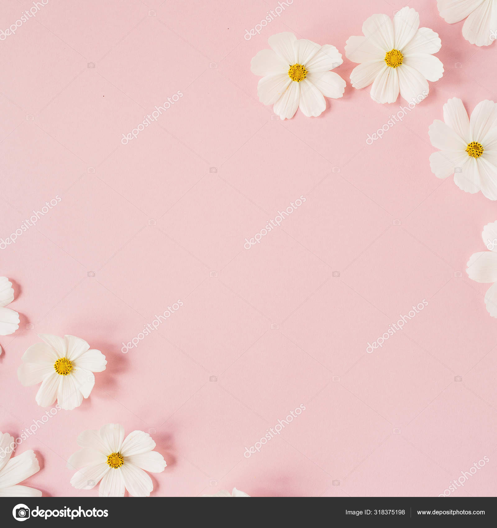 Light Pink Daisy Background