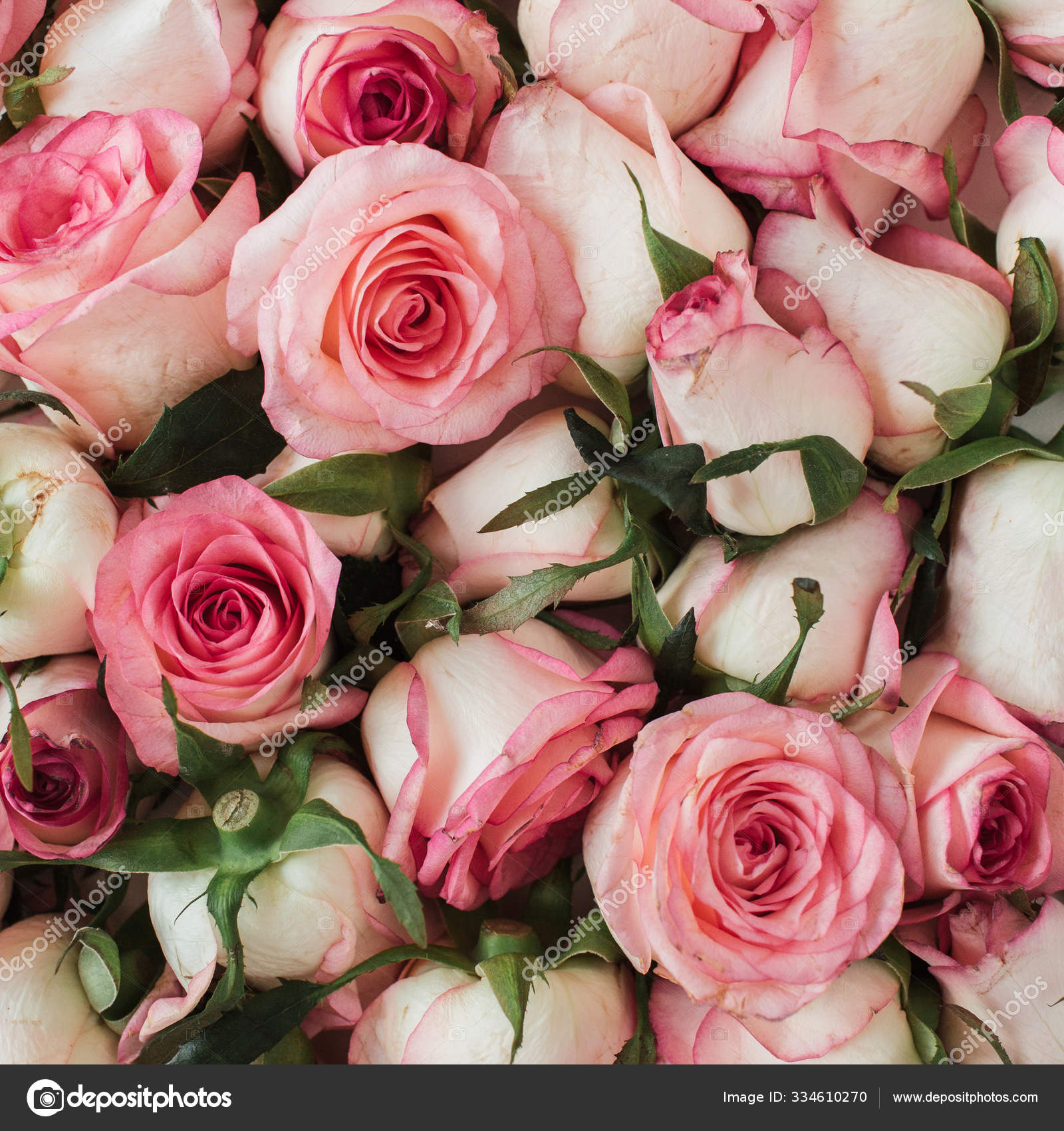 Floral Composition Pink Rose Flowers Pattern Texture Background Flatlay ...