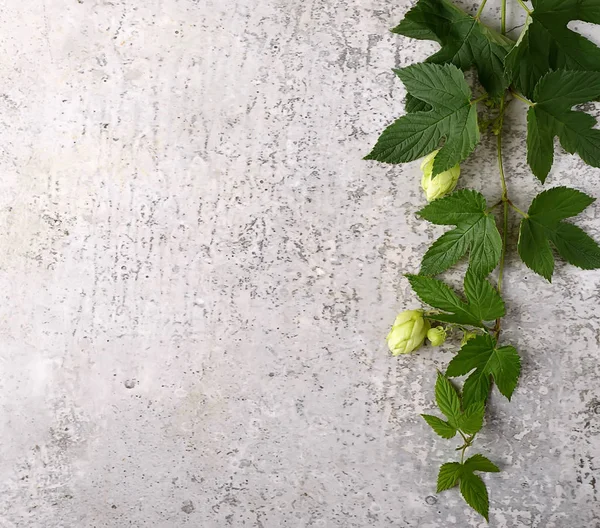 Twining stems of Pictures, Twining stems of Stock Photos & Images ...