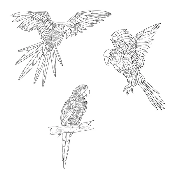Macaw Flying Drawing
