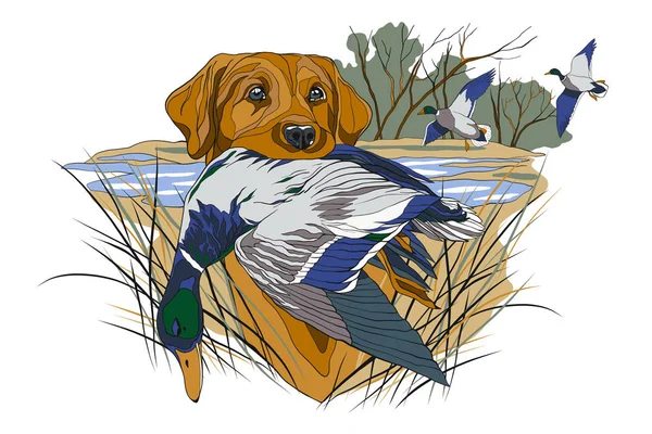 Hunting dog Vector Art Stock Images | Depositphotos