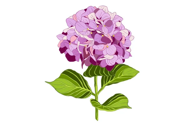 Vector blue realistic hydrangea, lavender. Illustration of flowers ...