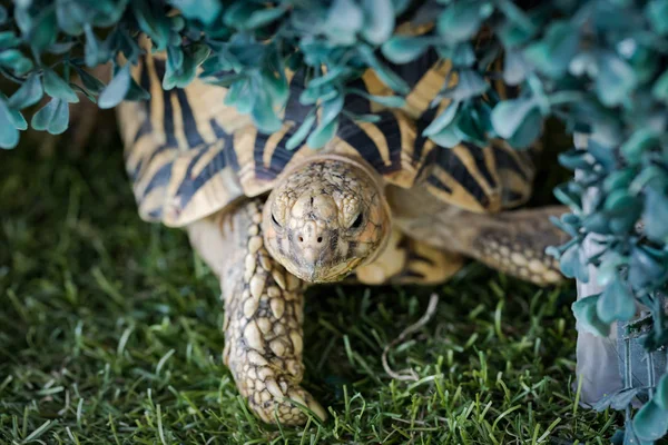 Star tortoise Stock Photos, Royalty Free Star tortoise Images ...