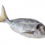 Dorado fish Stock Photo by ©Alexstar 1209846