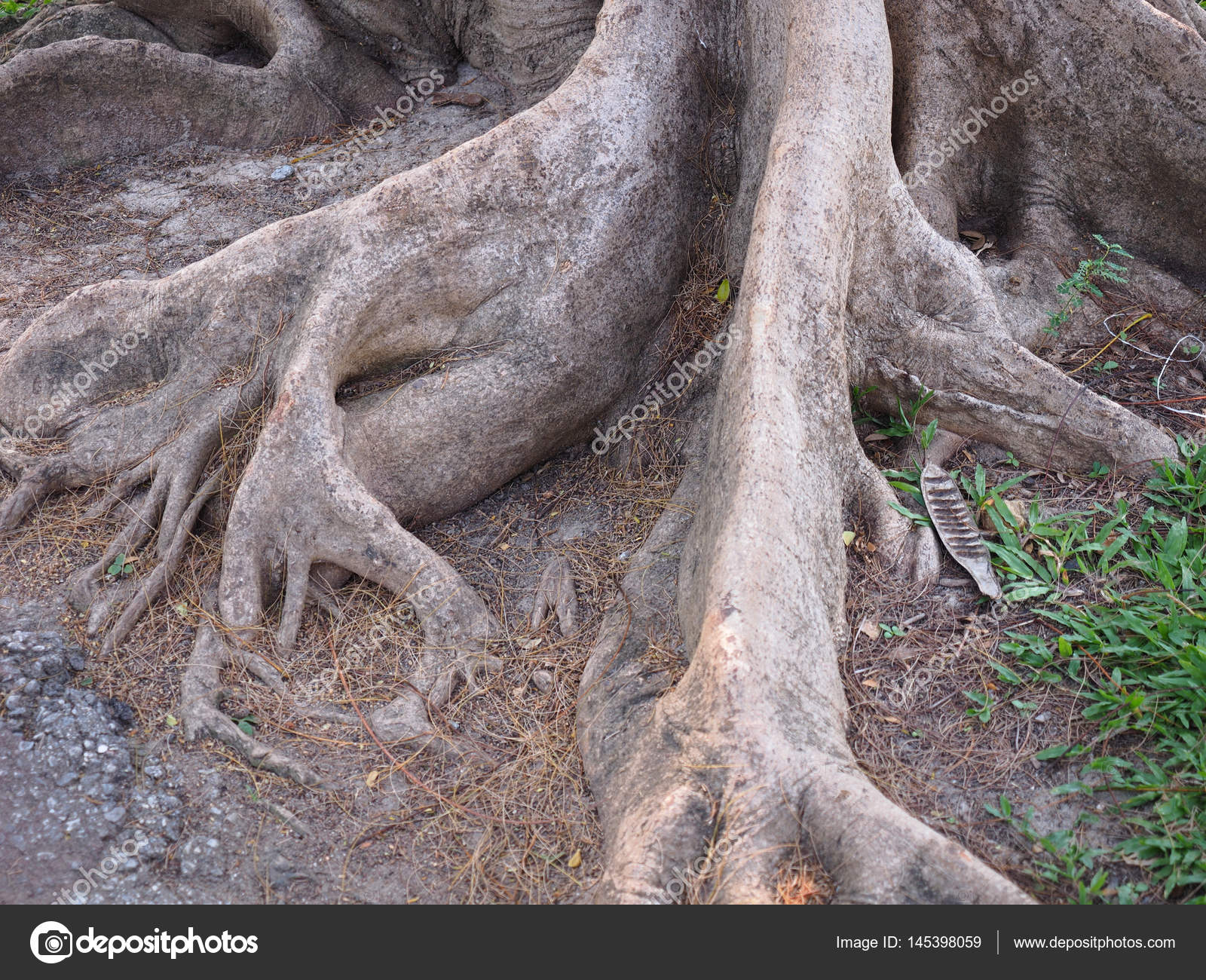 Tree Roots In Ground