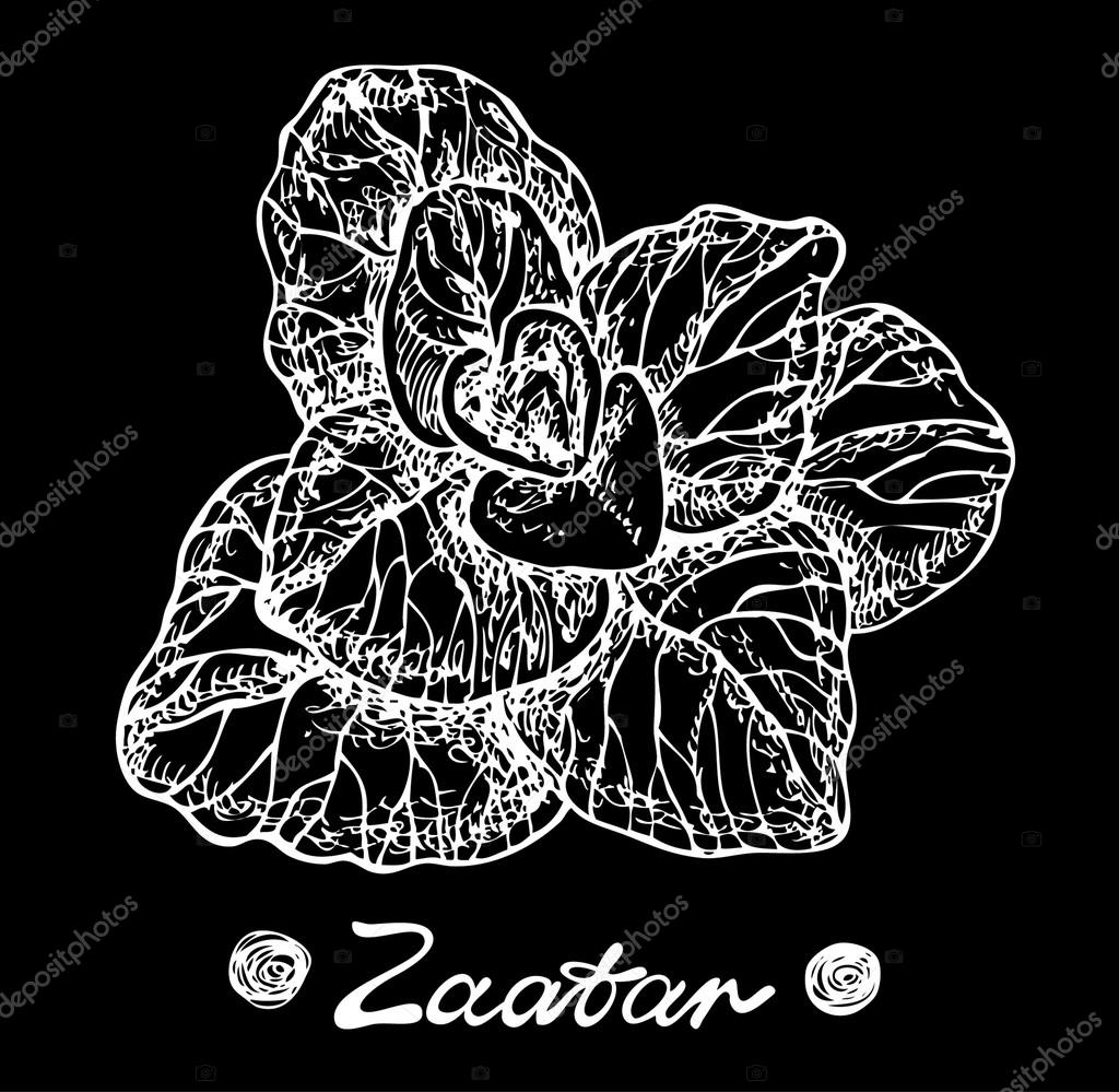 Zaatar leaves on chalkboard. Spices. Vector hand drawn graphic ...
