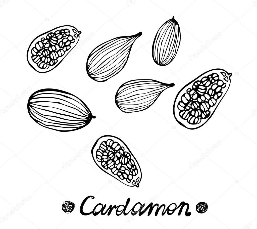 Cardamom Spice Drawing