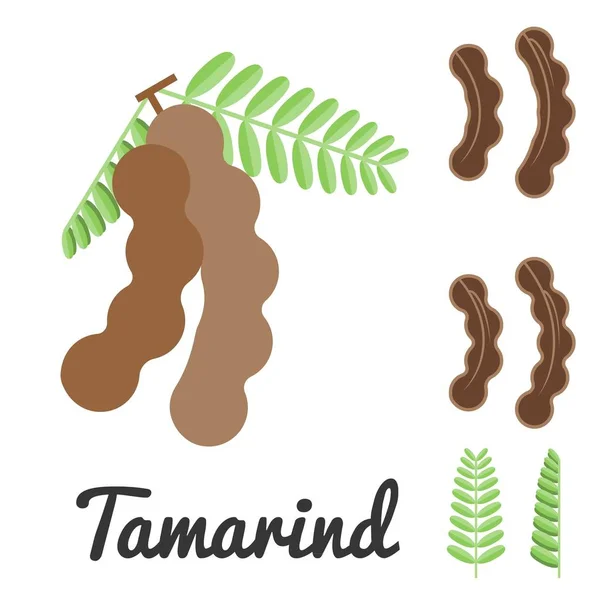 Hoja de tamarindo Vector Art Stock Images | Depositphotos