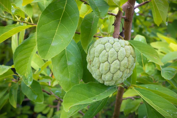 Sugar Apple or Custard Apple growing on a tree - Stock Image - Everypixel