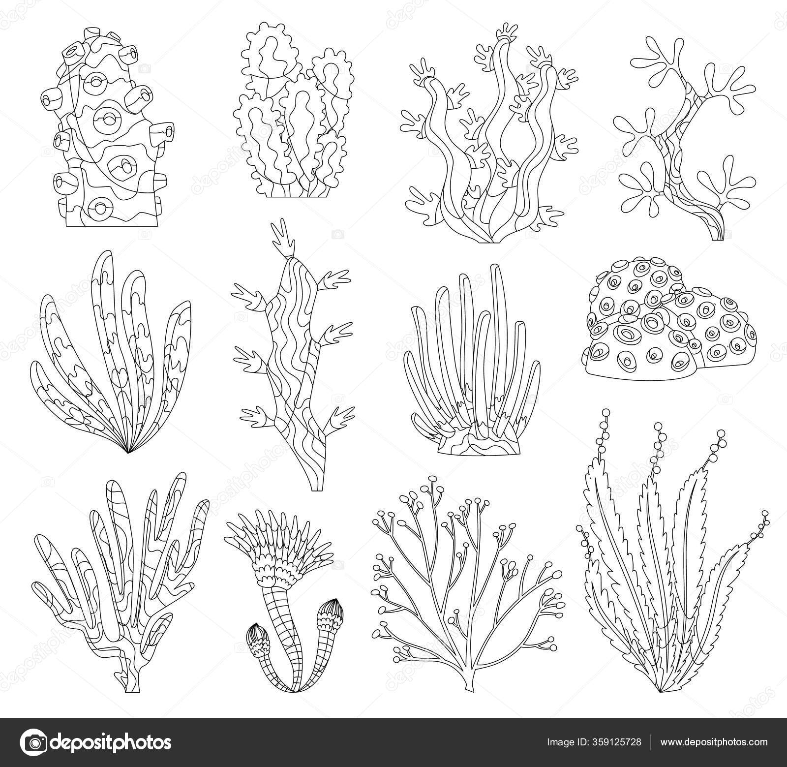 Marine Ocean Plants Drawing