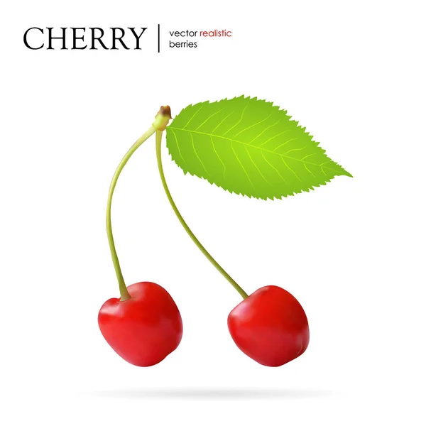 Two cherries Vector Art Stock Images | Depositphotos