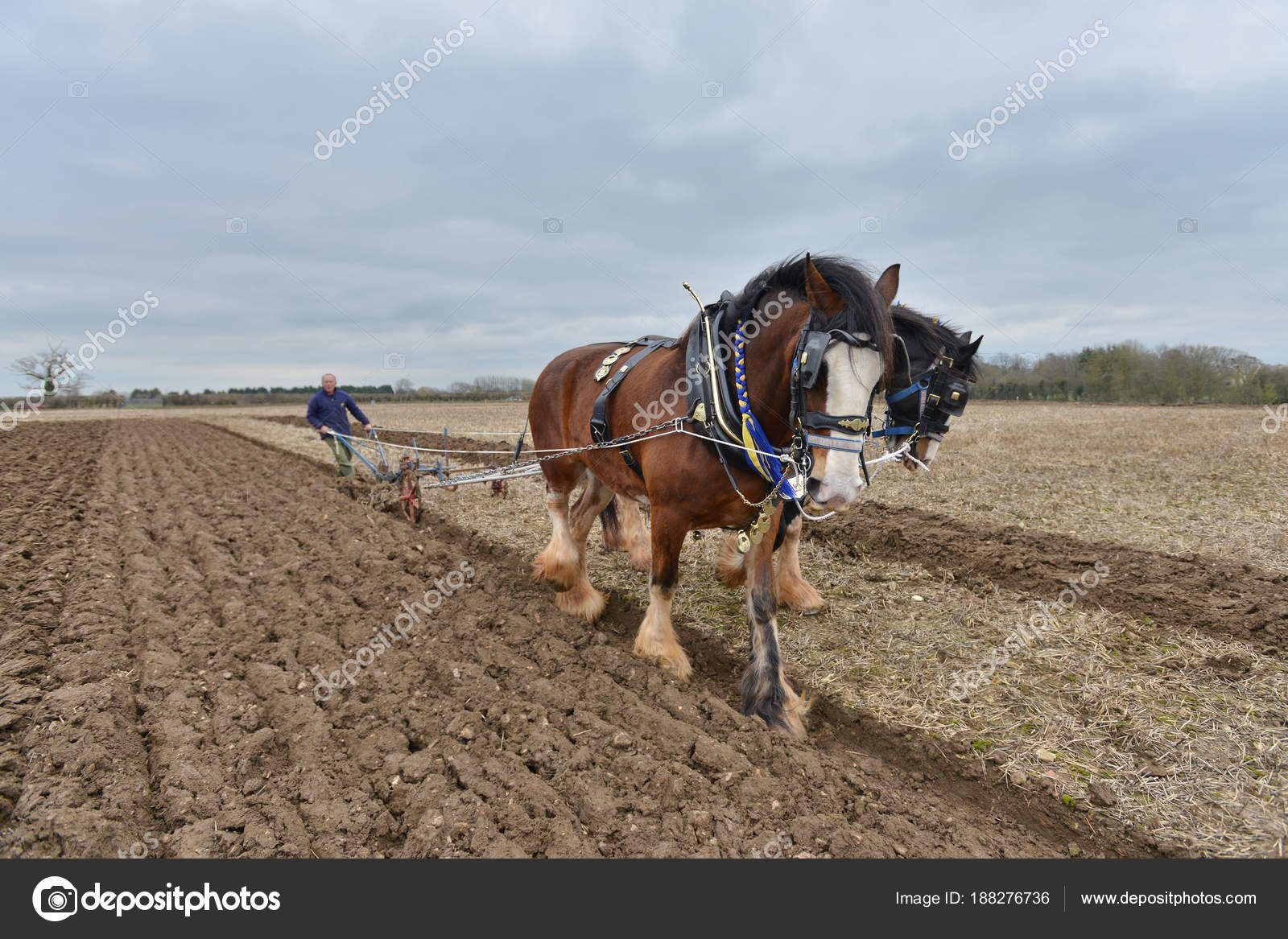 Wingfield April 2015 Draught Horses Pulling Plough Field – Stock ...