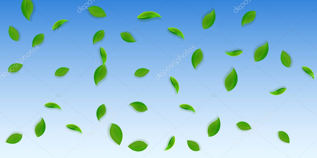 Hojas verdes cayendo. Té fresco hojas limpias volando 2023 Hojas verdes cayendo. Té fresco hojas limpias volando 2023