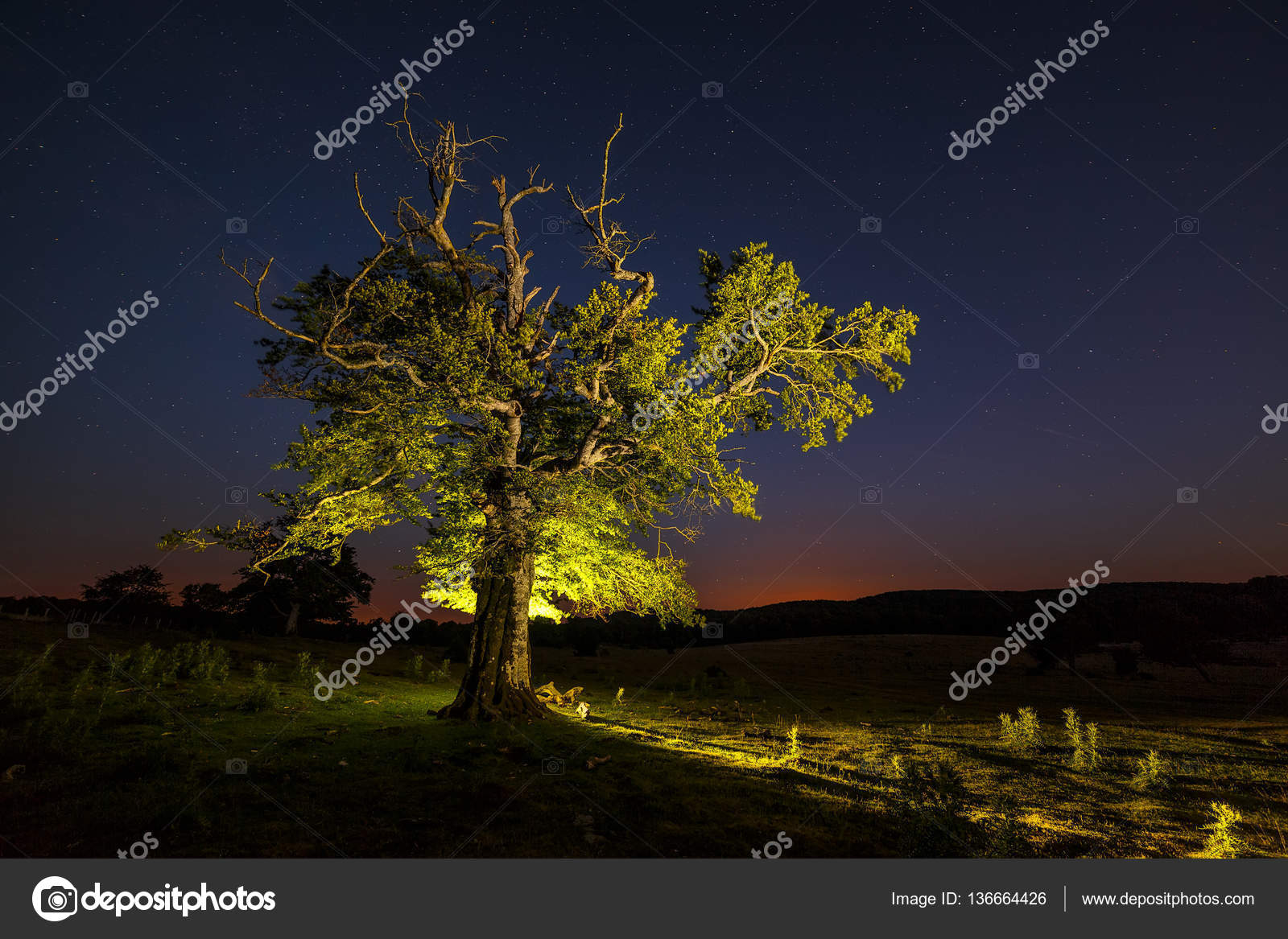 Lonely tree iluminated at night Stock Photo by ©ARUIZHU 136664426