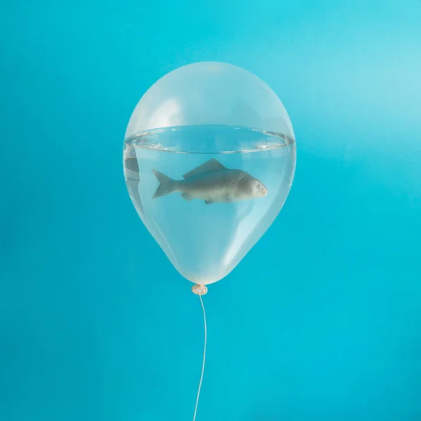 Balloon fish Stock Photos, Royalty Free Balloon fish Images | Depositphotos