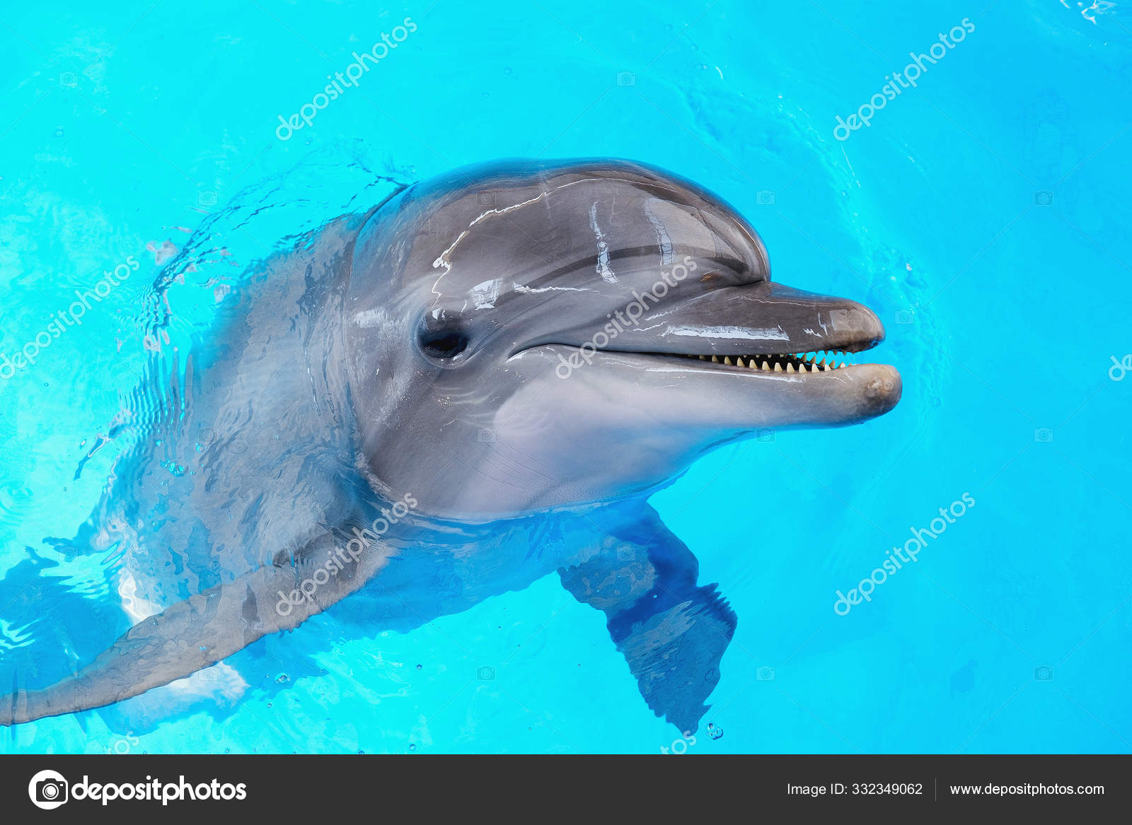 Smiling Dolphin