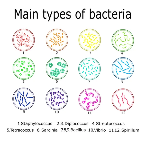 Bacteria types Vector Images, Royalty-free Bacteria types Vectors ...