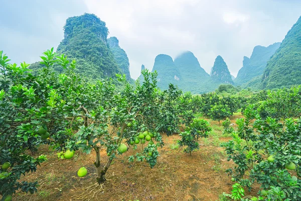 Shaddock Stock Photos, Royalty Free Shaddock Images | Depositphotos®