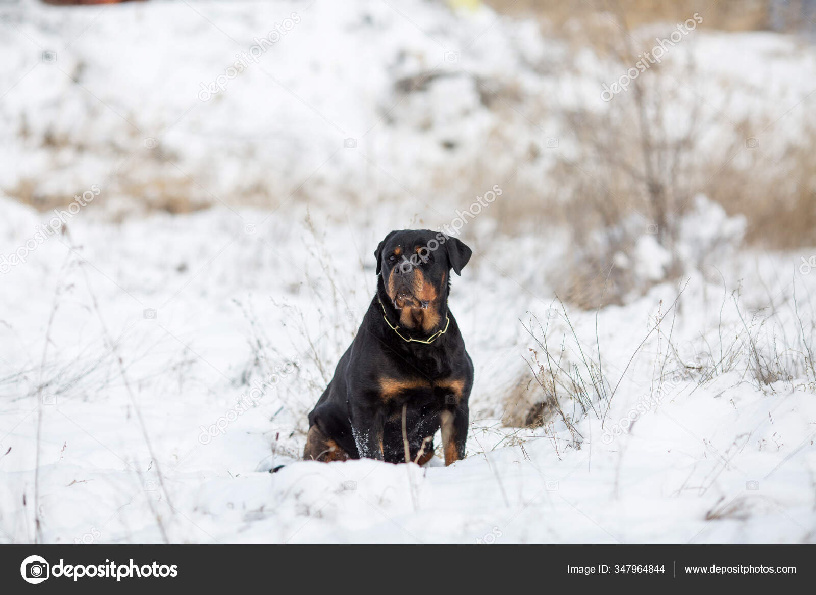 Can A Rottweiler Be A Hunting Dog