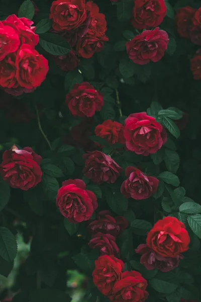 Rose bush Stock Photos, Royalty Free Rose bush Images | Depositphotos