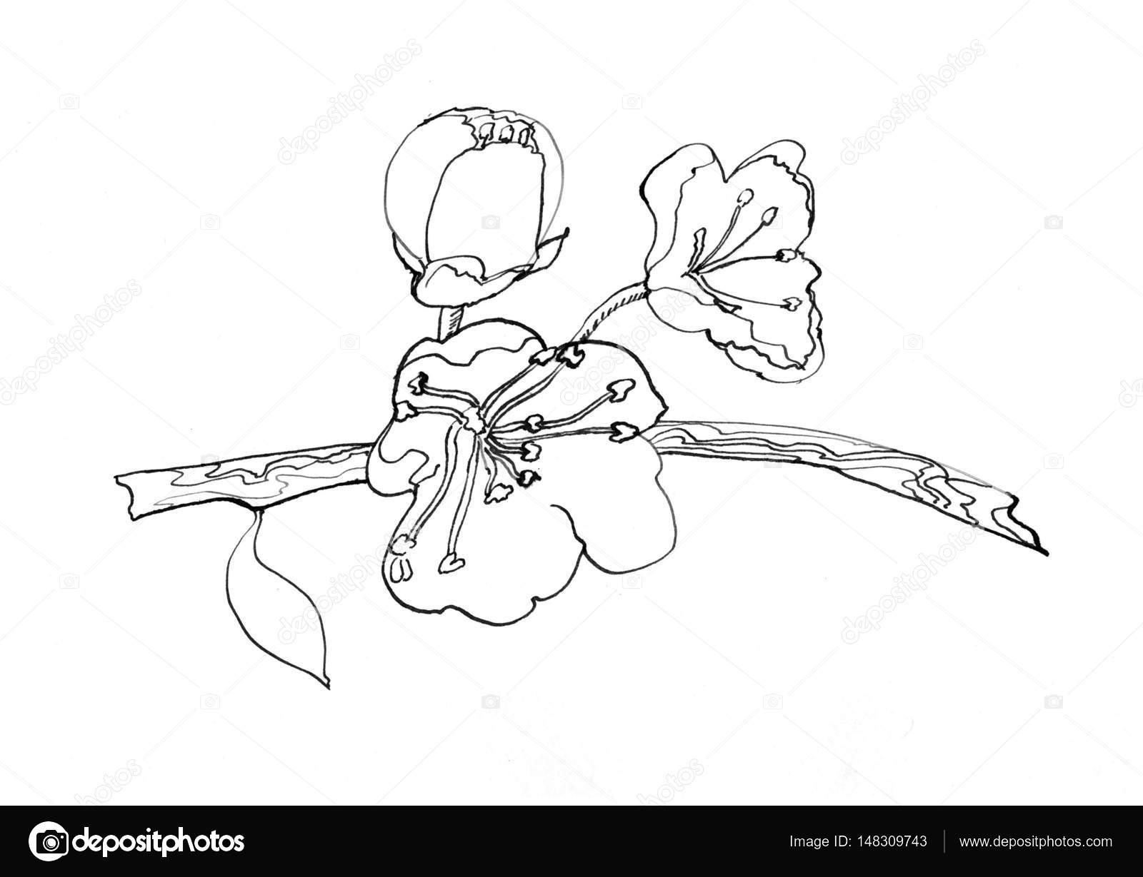 Flowers of the apple blossoms in vintage style Stock Illustration by ...