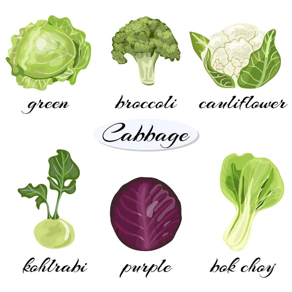 Types of cabbage Stock Photos, Royalty Free Types of cabbage Images ...