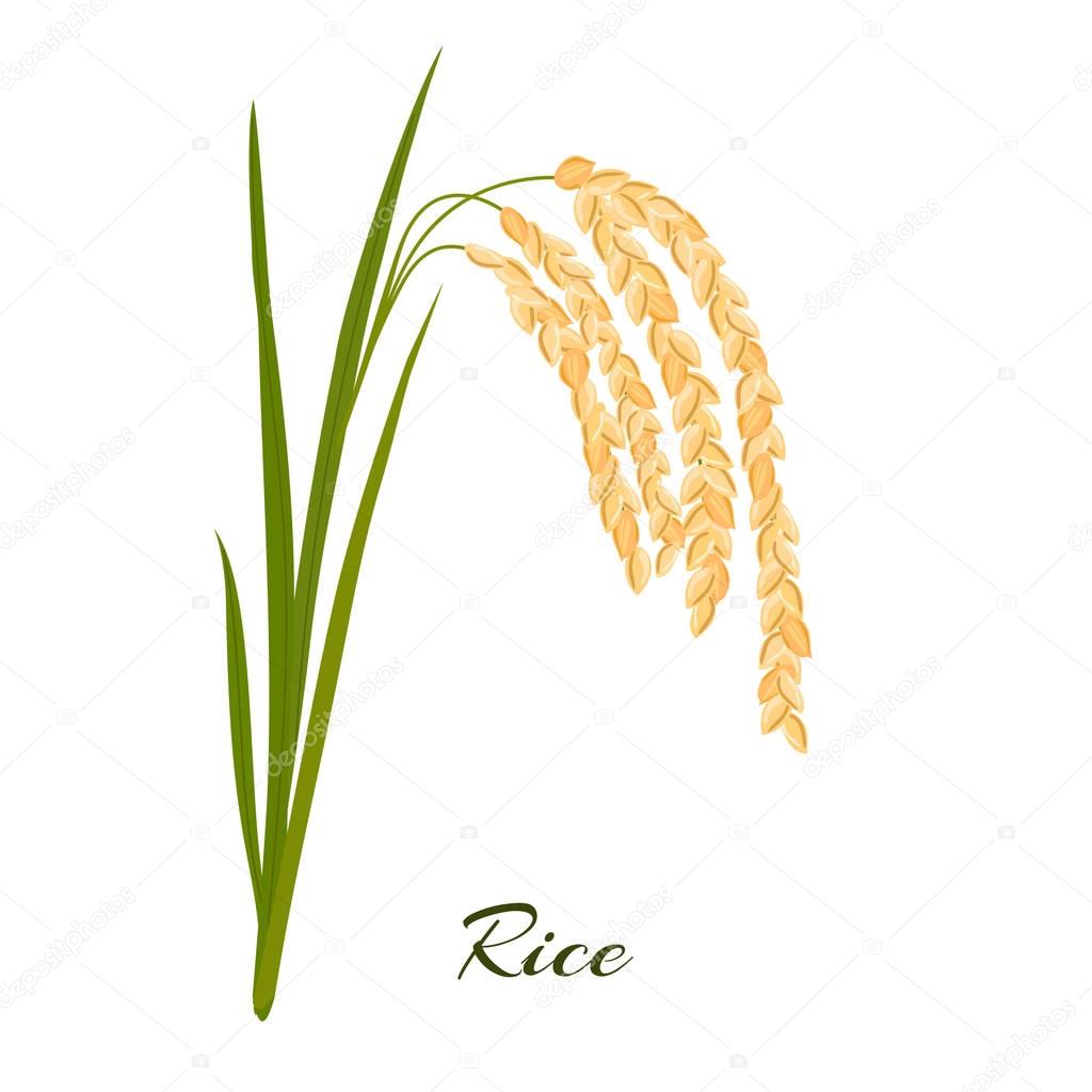 Rice leaves, spikelets and seeds on a white background. — Stock Vector ...