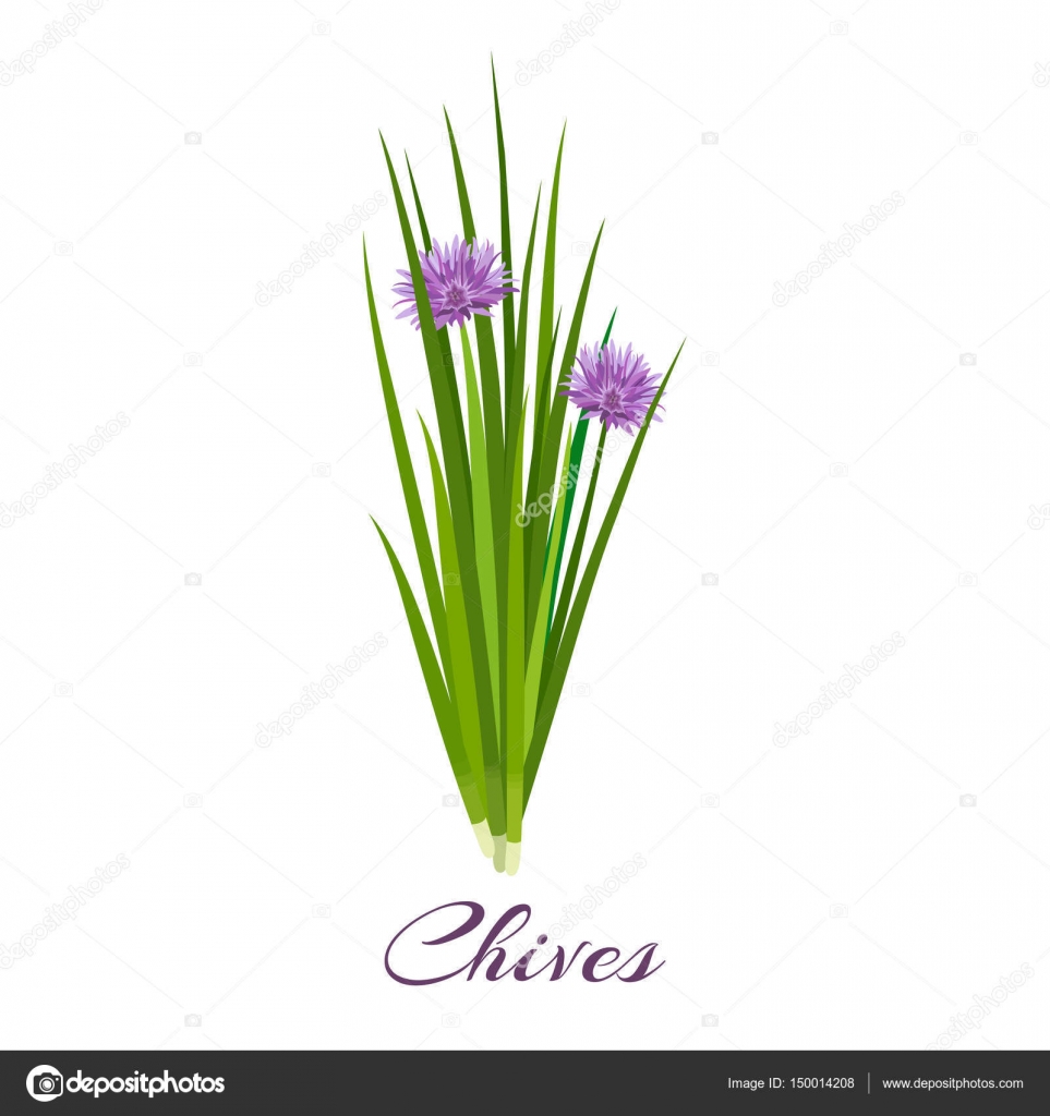 Chives Illustration