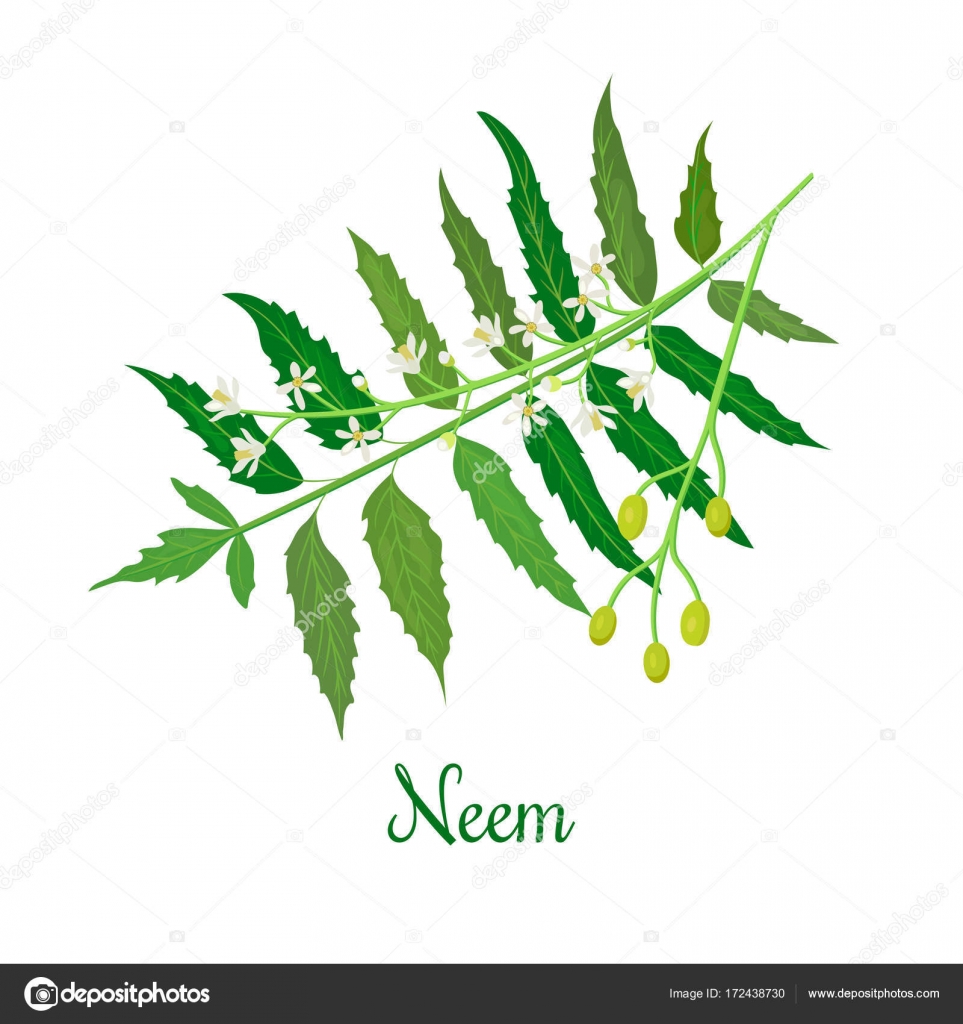 Neem Leaf Clip Art