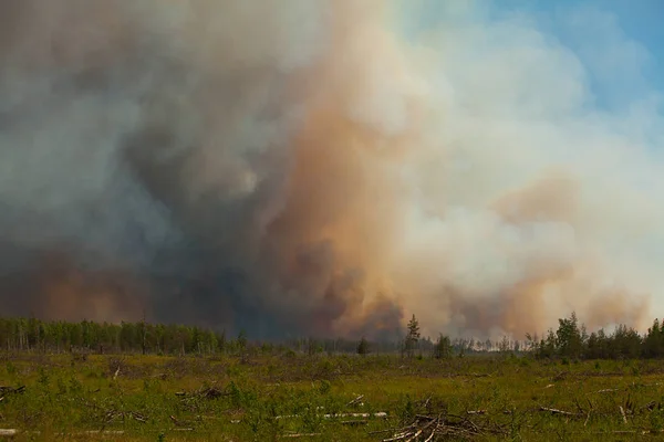 wild wildfire summer without people in forest - Stock Image - Everypixel