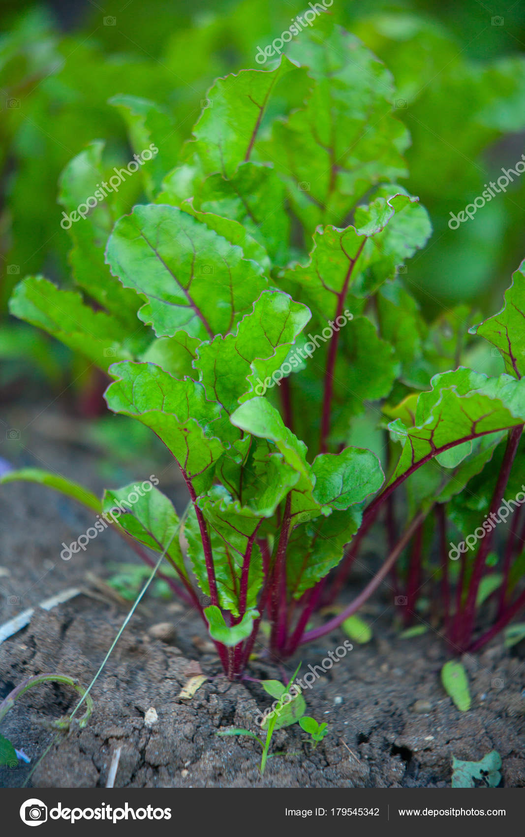 Beet Seedling